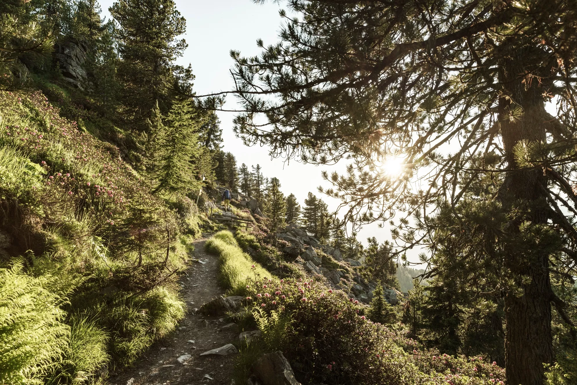 The scenic Zirbenweg - hiking enjoyment at 2000 meters above sea level